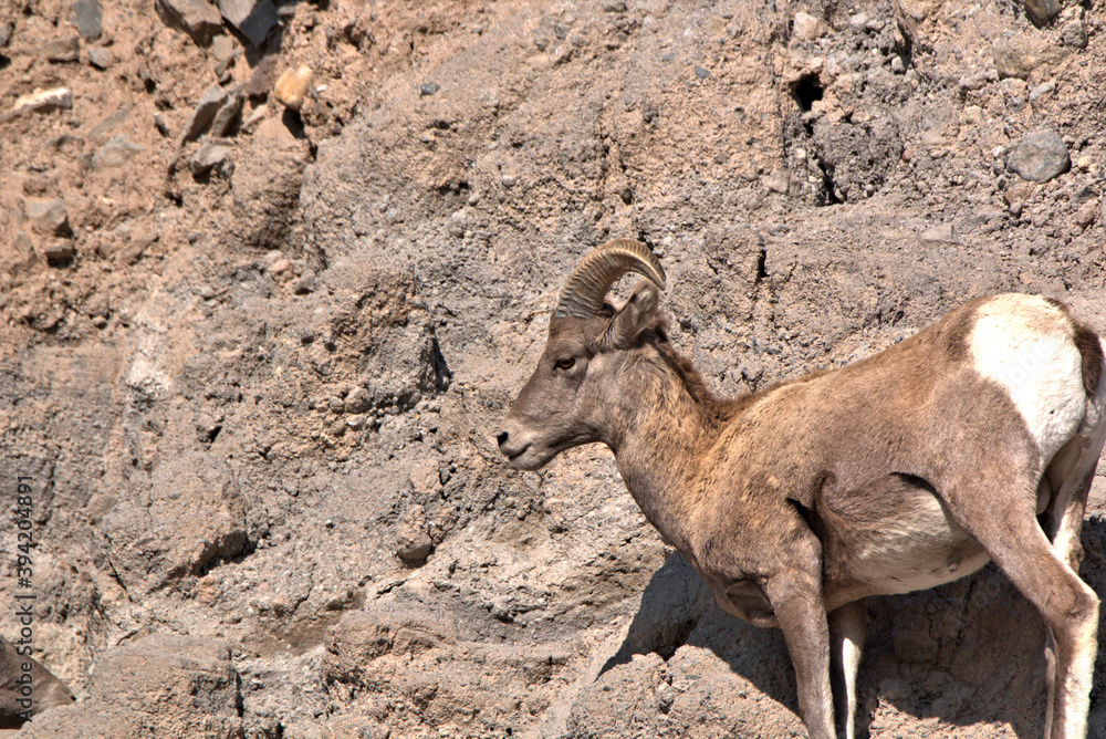 Rocky mountain big horn ram in the San Juan Mountains of southern ...