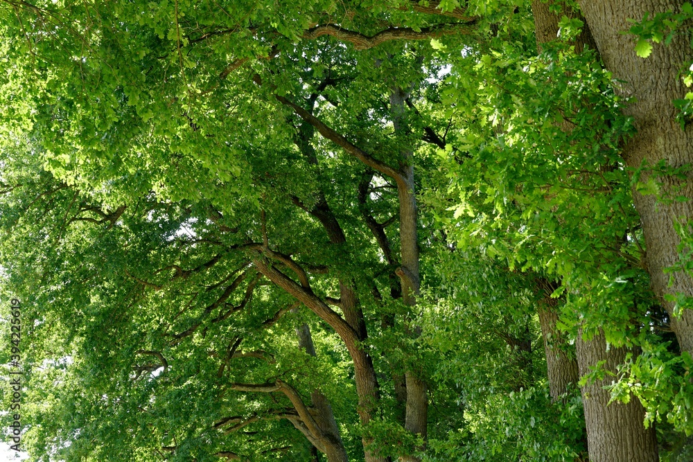 Deciduous trees growing in a row and their branches covered with fresh ...