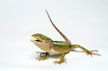 Dragones chinos Stock de Foto gratis - Public Domain Pictures