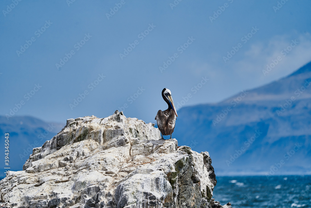 Bird colony in Paracas national park at the Pacific Ocean coast line of ...