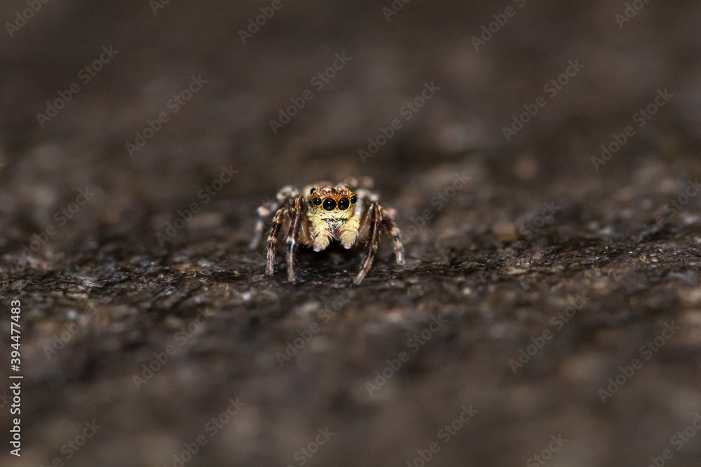 Jumping spider macro, insect details. Home wildlife safari, shot ...
