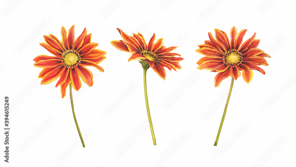 Set with orange and yellow variety of gazania flower (Gazania rigens ...