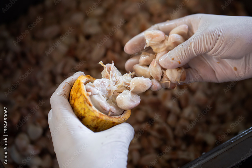 Cocoa Beans and Cocoa Fruits, Fresh cocoa pod cut exposing cocoa seed ...