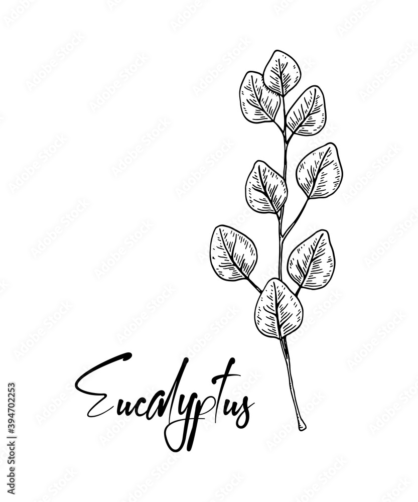 Hand drawn eucalyptus branch with leaves isolated on white background ...