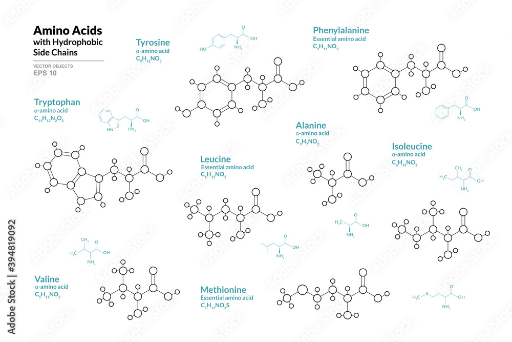 Стоковое векторное изображение «Amino Acids. Tryptophan, Tyrosine ...