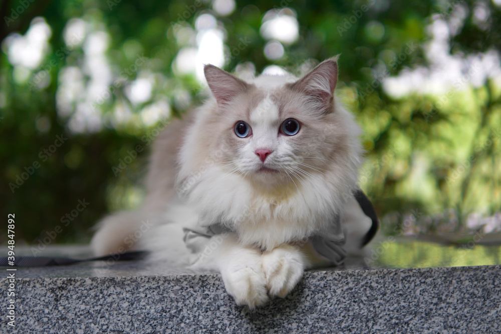 Long haired cute ragdoll cat sit in park with green trees background ...