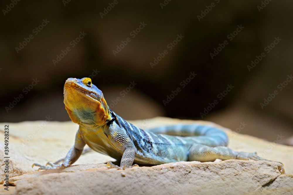 Baja blue rock lizard, Petrosaurus thalassinus, sitting on the stone in ...