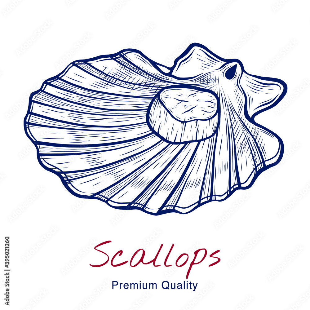 Vector sketch illustration of fresh scallop drawing isolated on white ...