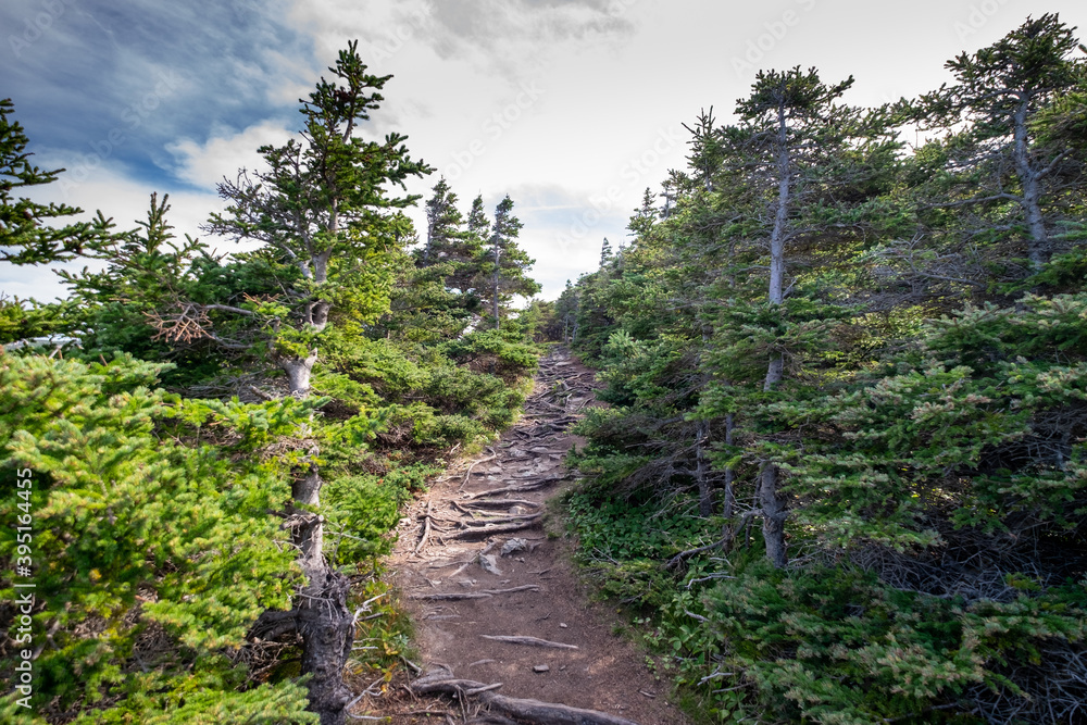 A narrow hiking path or trekking route headed upwards through tall ...