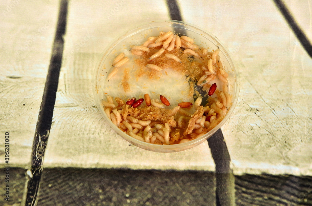 White maggots in a plastic box. common house fly (Musca domestica ...