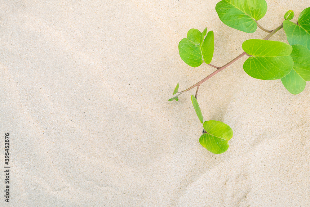 Beach Morning Glory or Goat's Foot Creeper growing on on the sand at ...