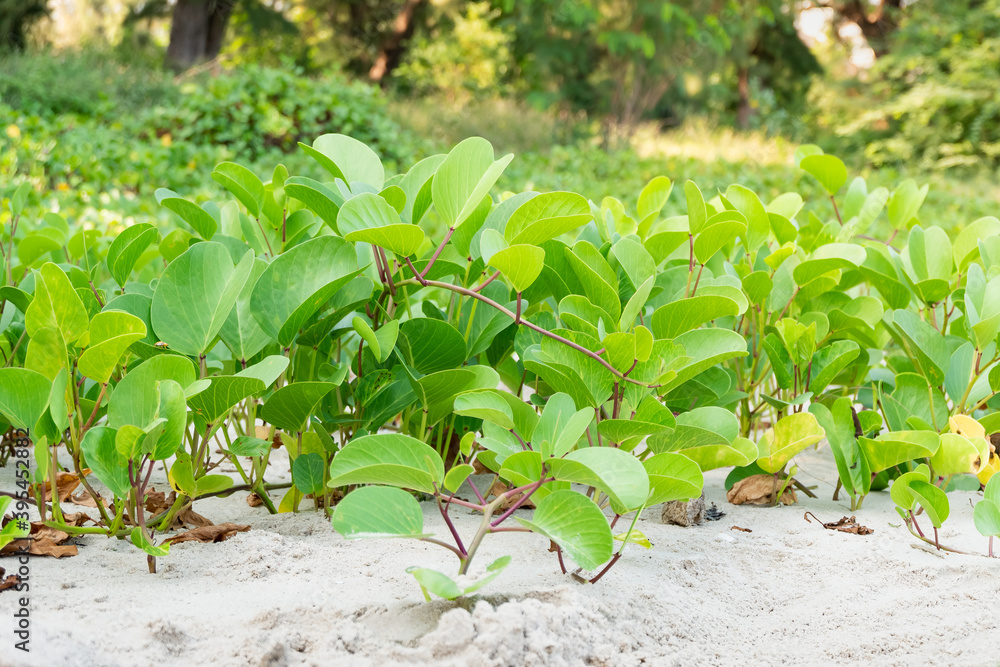 Beach Morning Glory or Goat's Foot Creeper growing on on the sand at ...