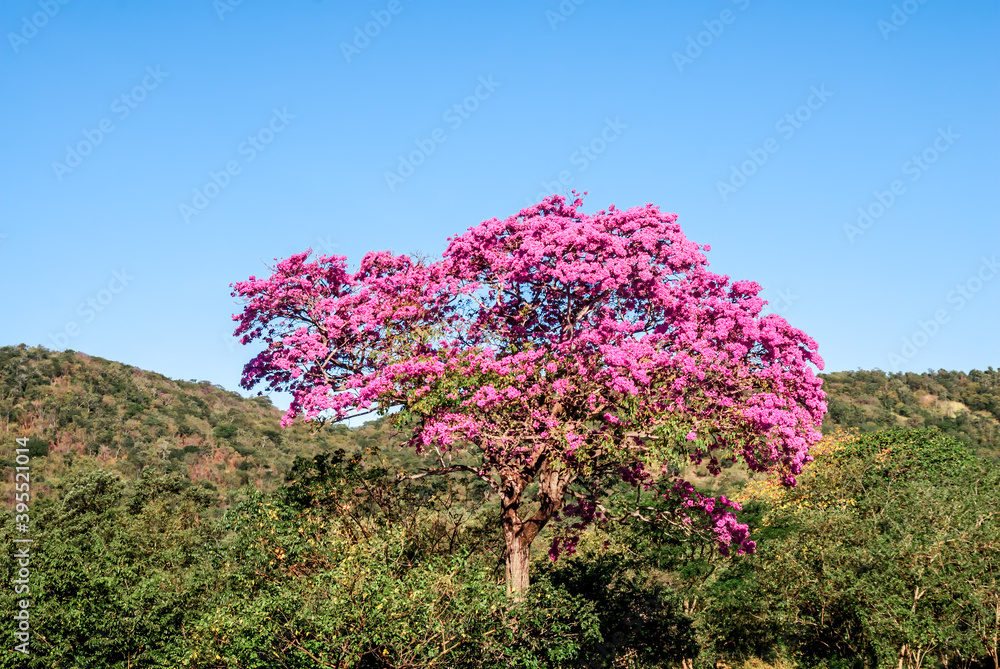 Rosy Trumpet Tree (Tabebuia rosea) Nicaragua Stock Photo | Adobe Stock