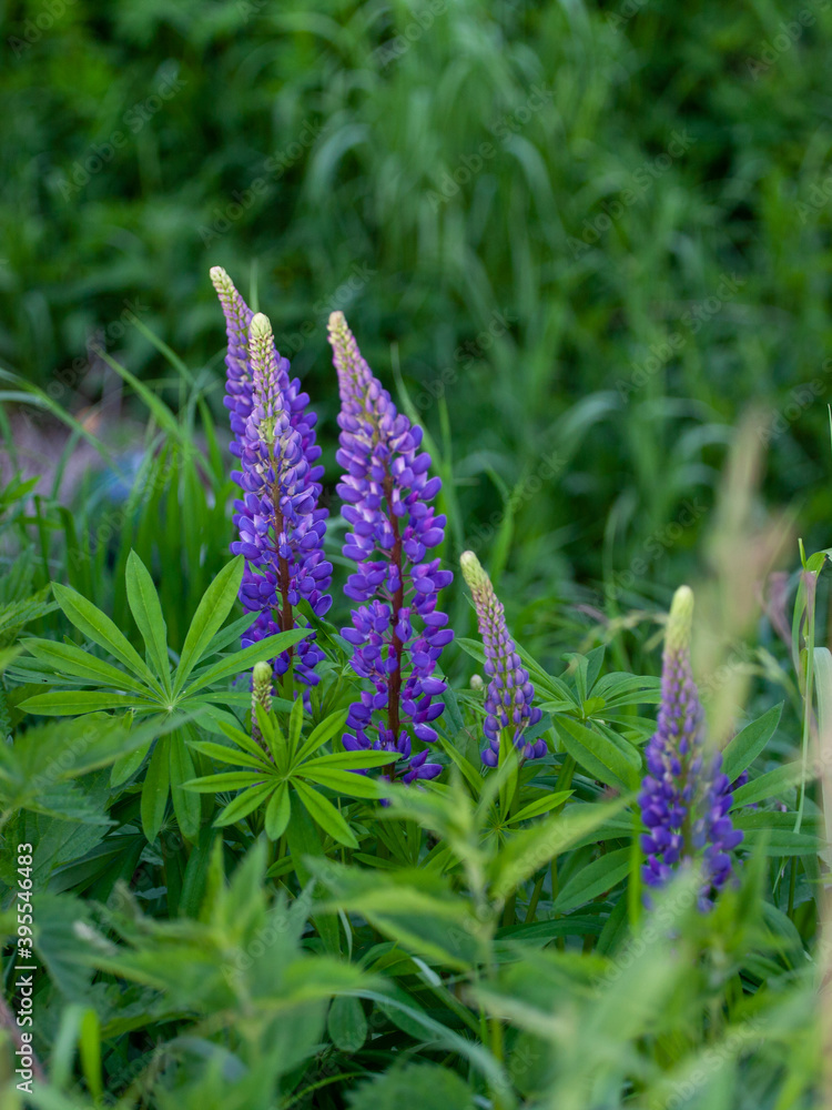 Lupinus, commonly known as lupin or lupine, is a genus of flowering ...