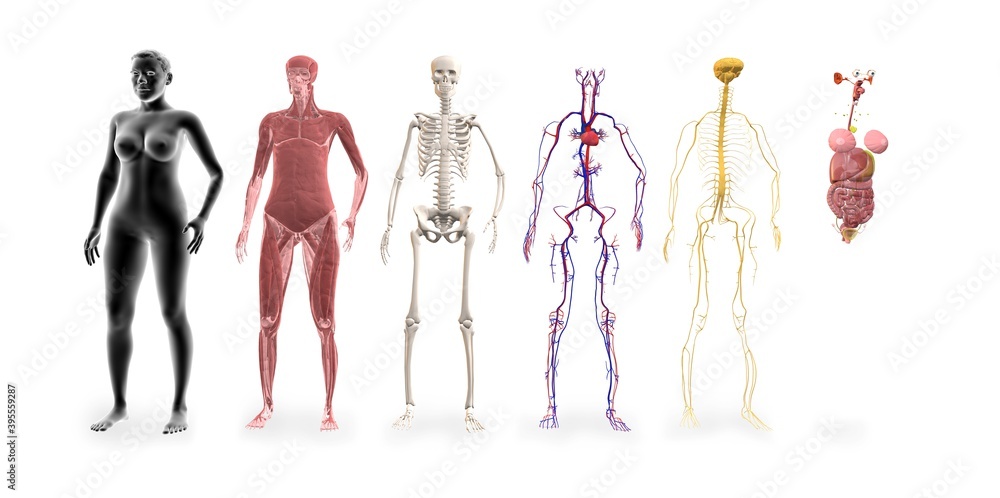 Human body systems: Muscular System, Skeletal System, Cardiovascular ...