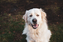 Great Pyrenees Dog Portrait Free Stock Photo - Public Domain Pictures