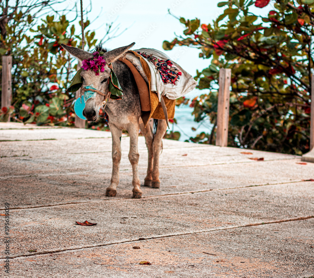 Burro amarrado Stock Photo | Adobe Stock