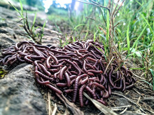 Chaetopoda By Ernst H. Haeckel Free Stock Photo - Public Domain Pictures