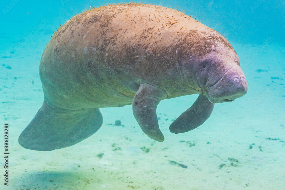 Cute fat manatee or sea cow swimming underwater through clear blue ...