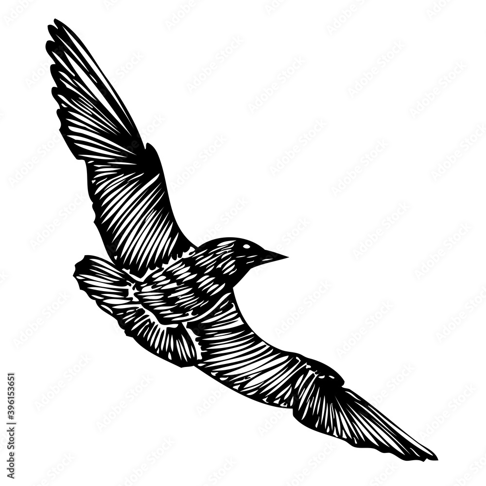 Seagulls bird, nautical sailor tattoo sketch. Black stroke of flying ...