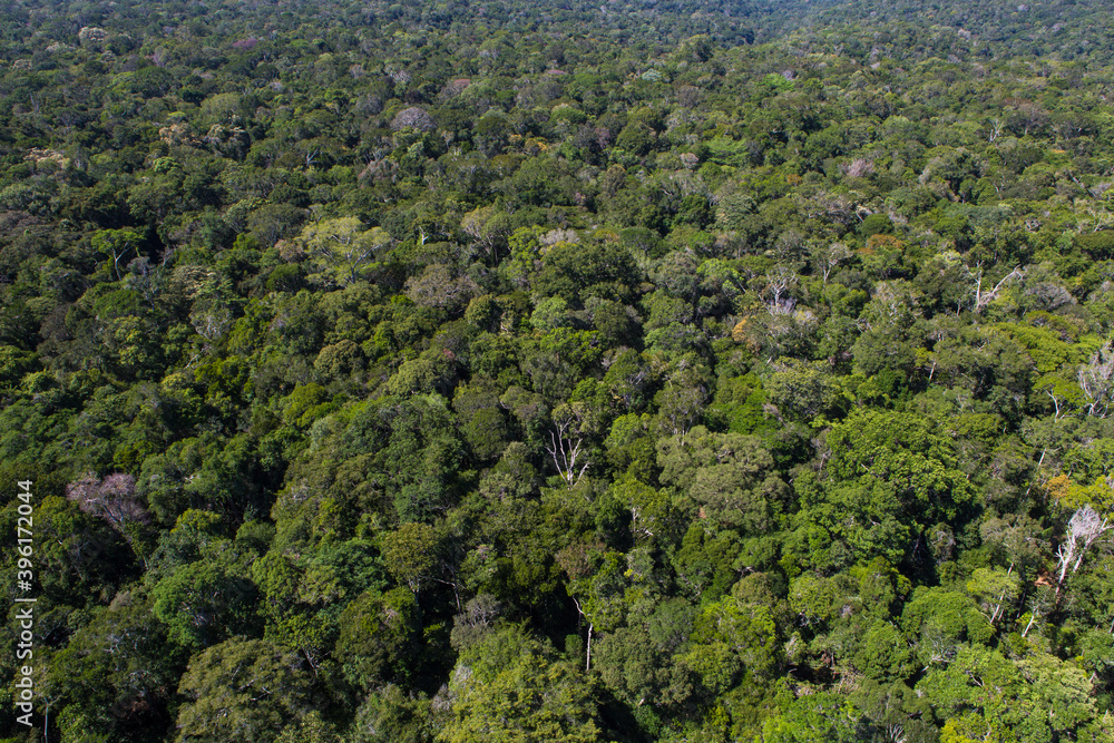 Aerial photo of the Brazilian Amazon rainforest canopy from the top of ...