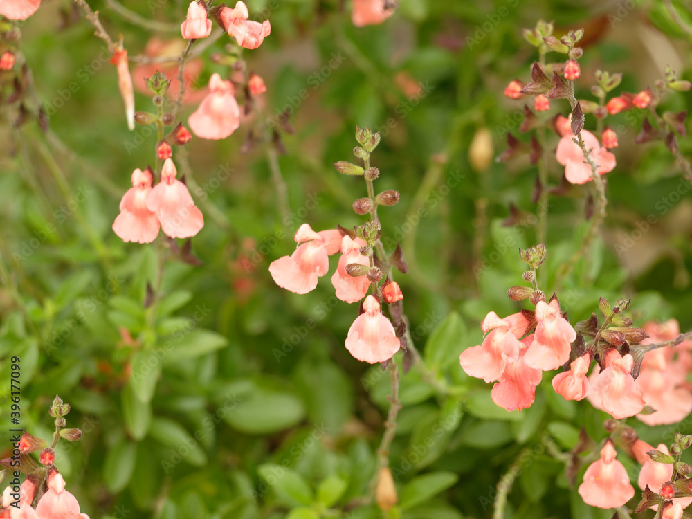 Sauge de Graham 'ribambelle', salvia microphylla ou grahamii, à petites ...