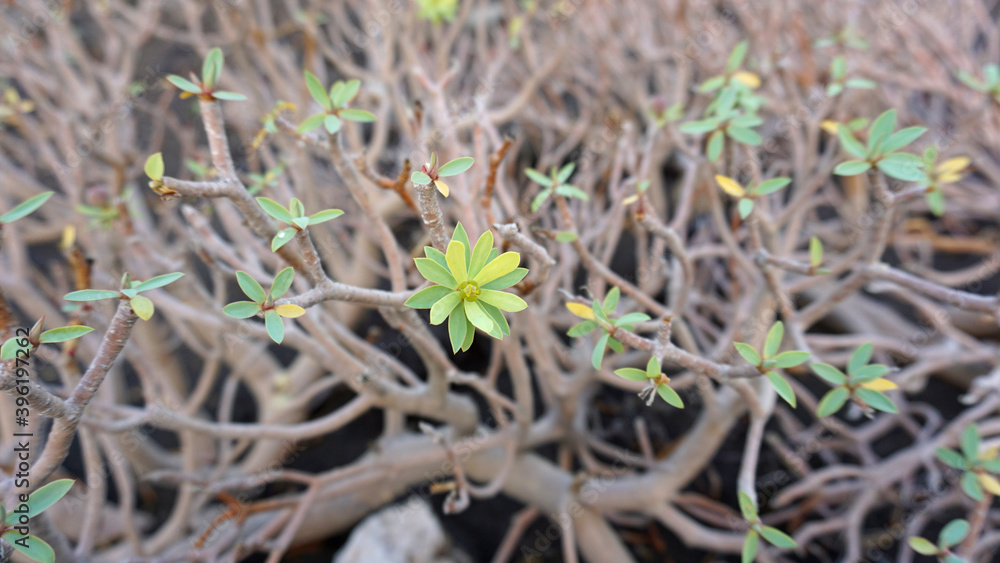 Balsam spurge or Euphorbia balsamifera close-up, Montaña Pelada ...