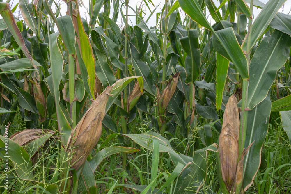 cultivo de maíz o elotes,, hojas verdes y grandes, siembra, área de ...