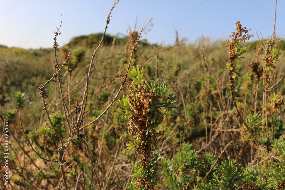 green plants in the Park in Netanya, Israel Stock Photo | Adobe Stock