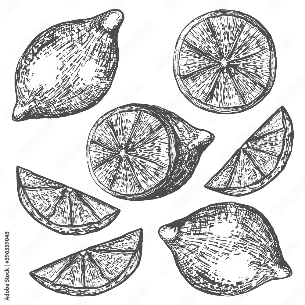 Lemon tree branch. Line art, sketch, engraving, line art. Isolated ...