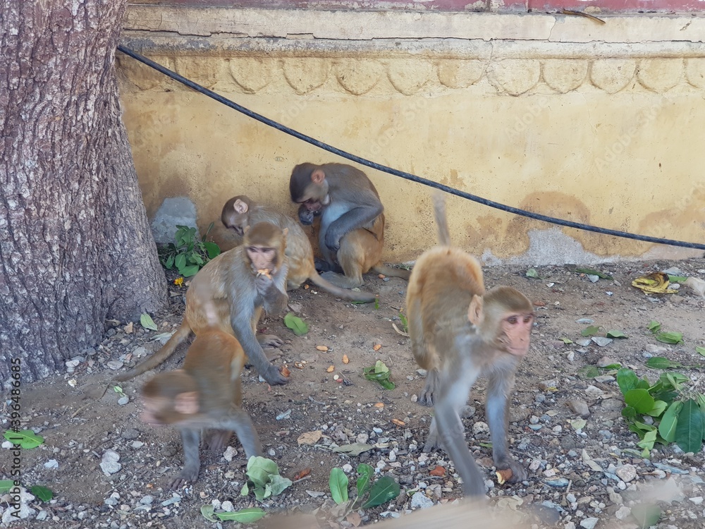 Indian Monkey playing in temples (monkey enjoying thier life in temples ...