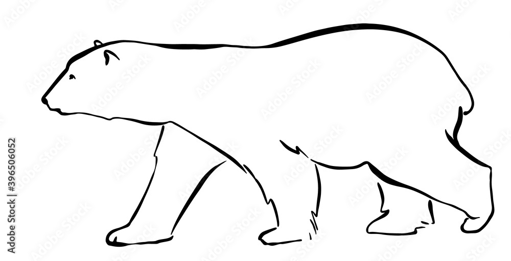 Polar bear Hand drawn line graphics sketch style isolated on white ...