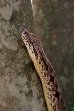 Acrantophis Dumerili Free Stock Photo - Public Domain Pictures