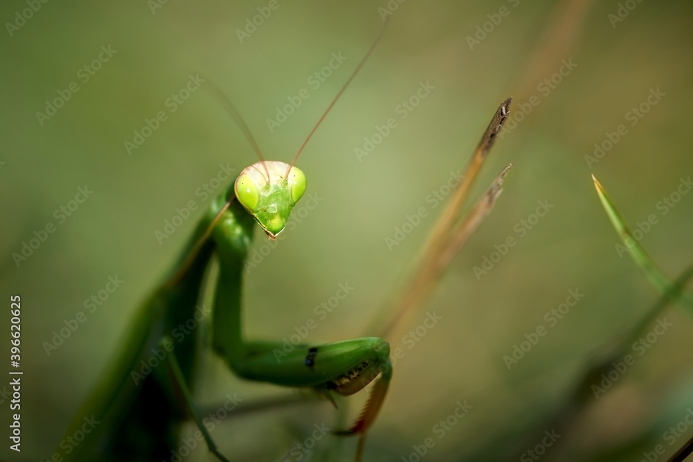 insect, praying mantis, green, animal, nature, praying mantises, macro ...
