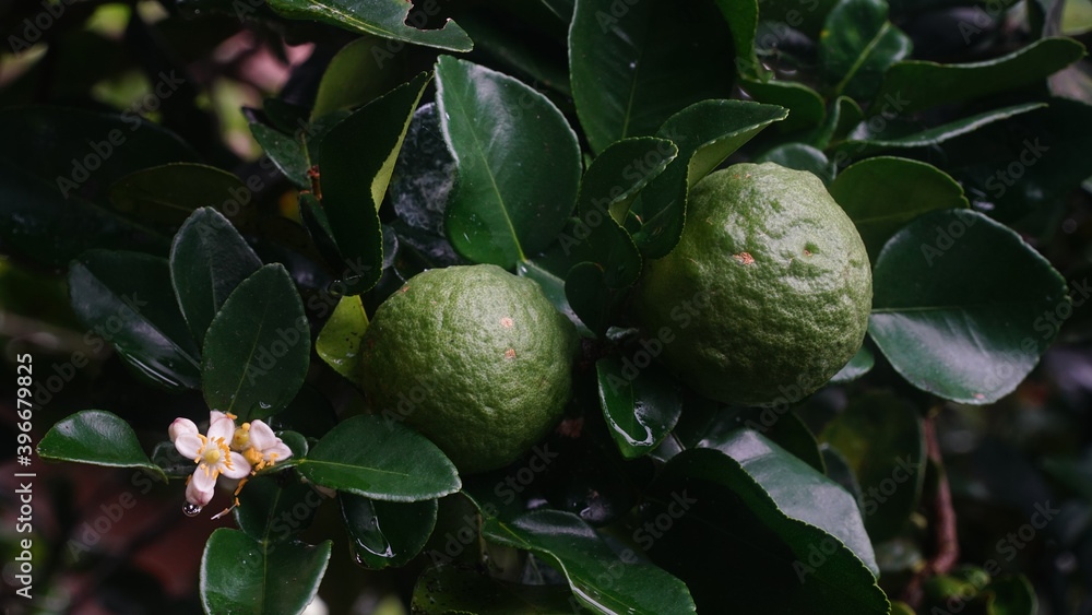 Kaffir lime or Citrus hystrix on the tree. Focus selected, blurry green ...