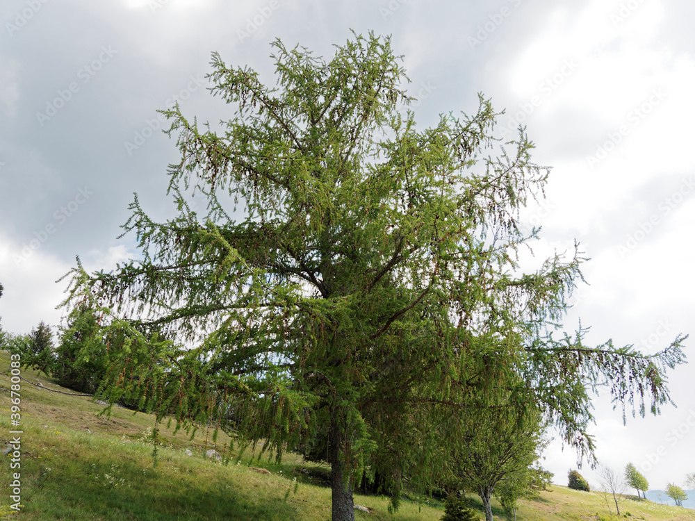 Larix decidua | European larch large conifer tree of moutain with ...