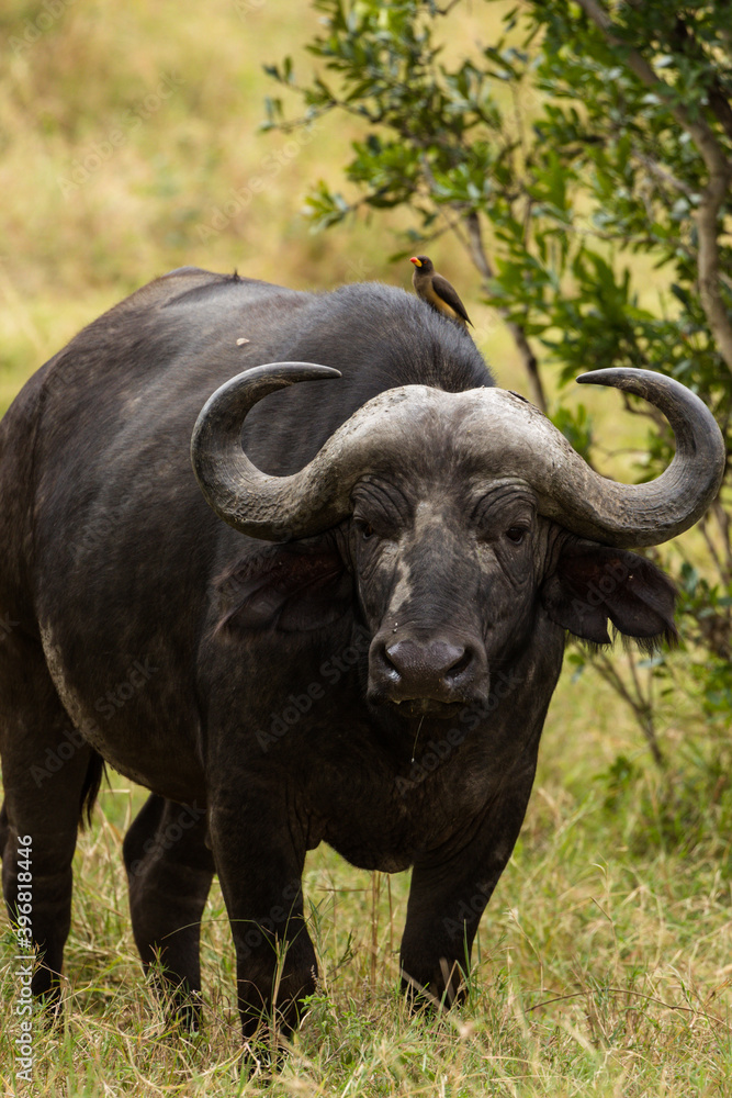 Buffalo Wildlife Animal Savannah Grassland Wilderness Hill Shrubs Great ...