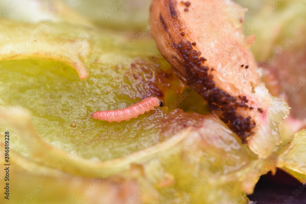 Organic ripe plum with a worm inside. Larva of Plum fruit moth ...