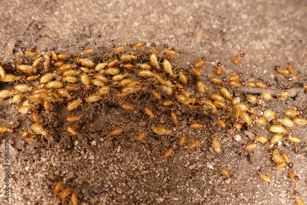 A group of termites have formed a highway from a feeding ground to ...