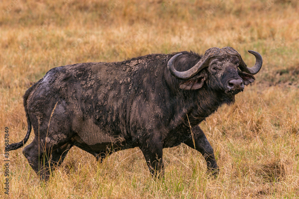 African Buffalo Wildlife Animals Grazing Savanna Grassland Wilderness ...