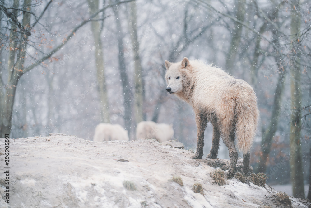 Arctic wolf (Canis lupus arctos) standing on a forest hill during ...