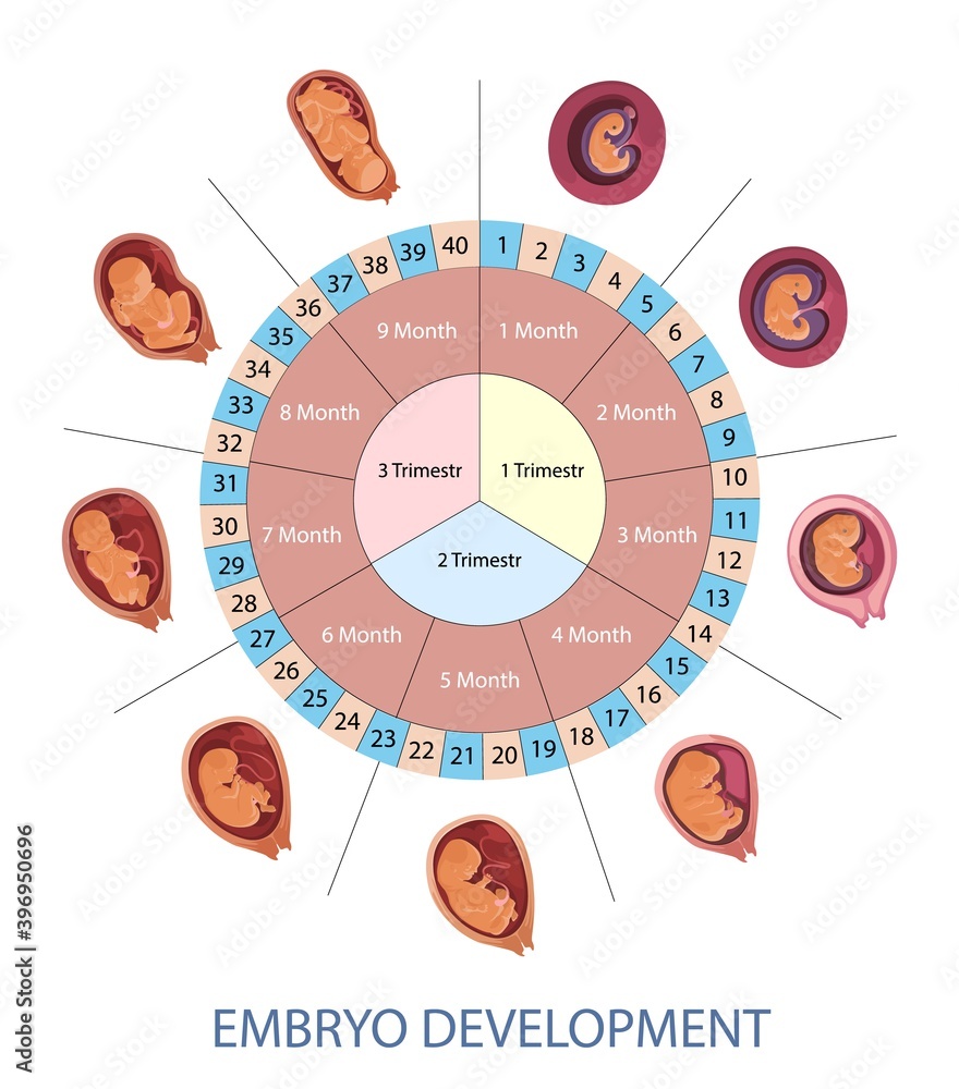 Stages of human embryo development vector infographic. Pregnancy weeks ...