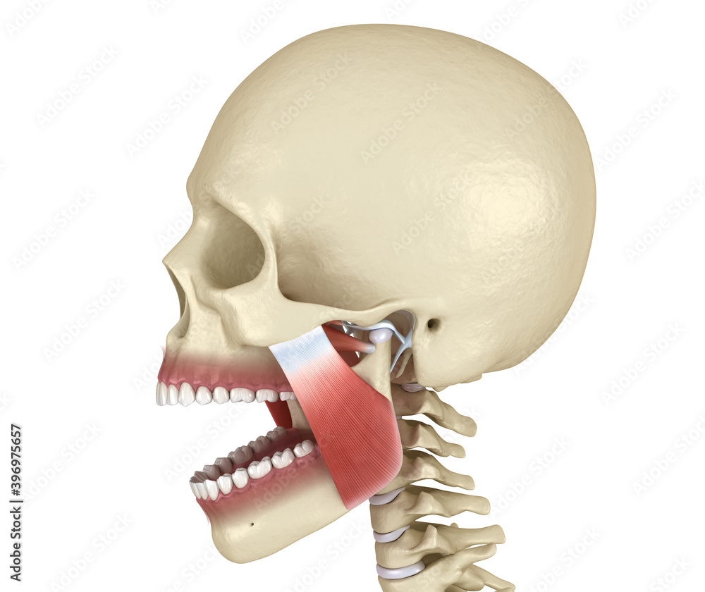 TMJ: The temporomandibular joints and muscles. Medically accurate 3D ...