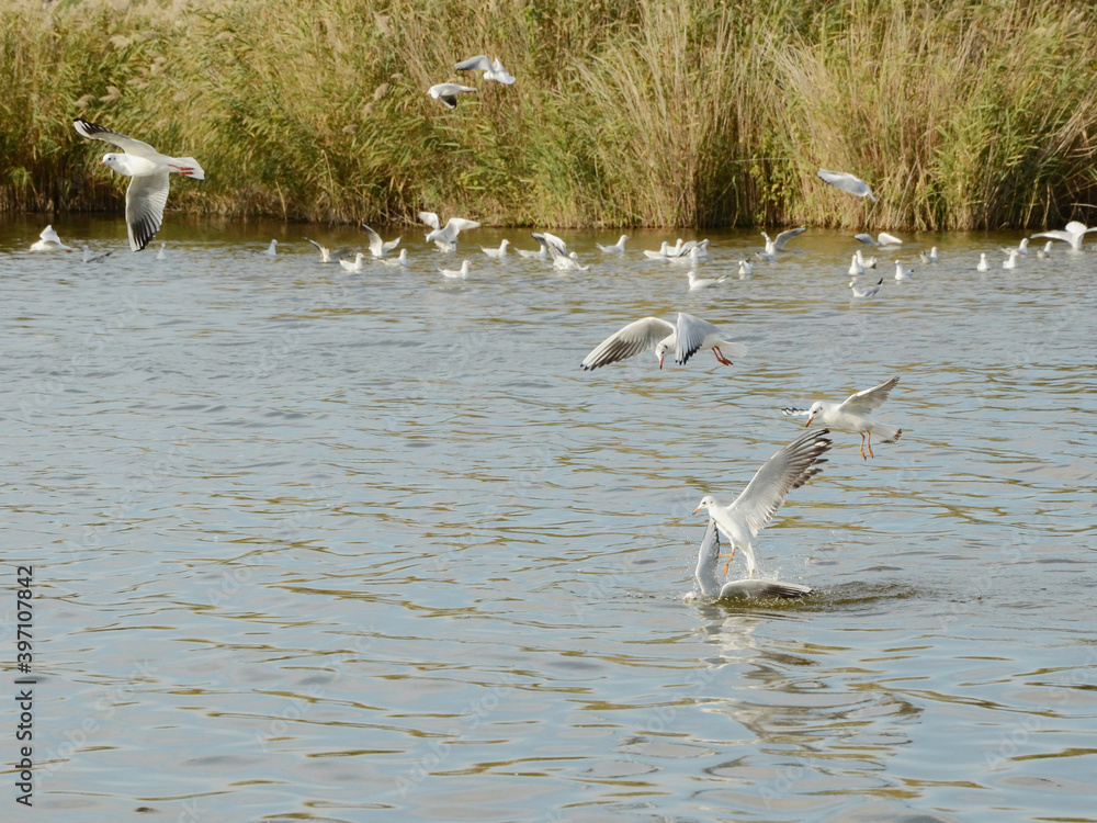 Black-headed gulls dip and plunge below water surface to feed on fish ...
