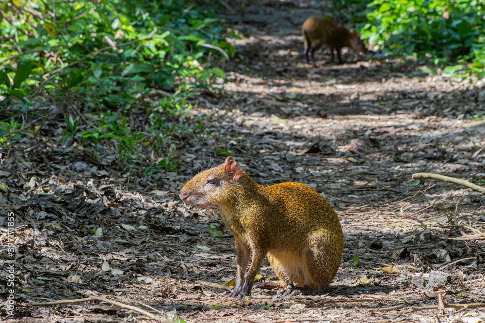 The Mexican agouti (Dasyprocta mexicana) is a species of rodent in the ...