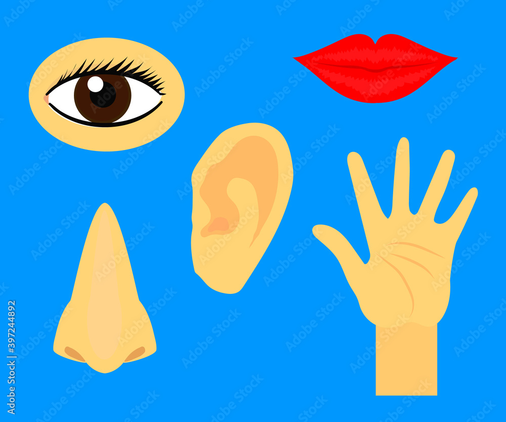 Human sense organs. Symbol. Vector illustration. Stock Vector | Adobe Stock
