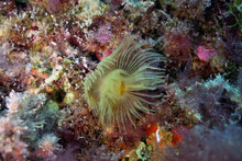 Calcispongiae By Ernst H. Haeckel Free Stock Photo - Public Domain Pictures