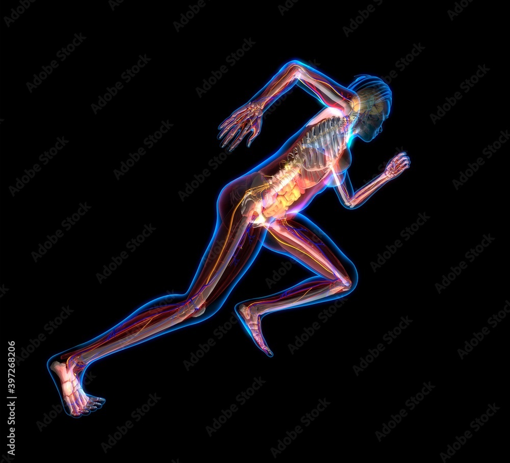 Human anatomy, internal organs of a human body with the skeleton ...