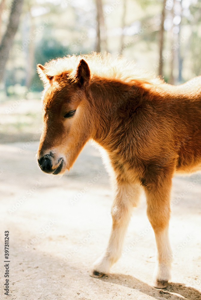 baby pony Stock Photo | Adobe Stock