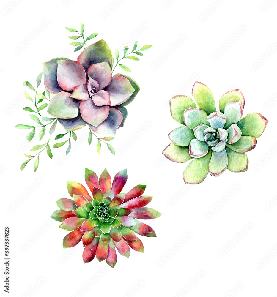 Hand drawn watercolor illustration set of Succulents. Elements for ...